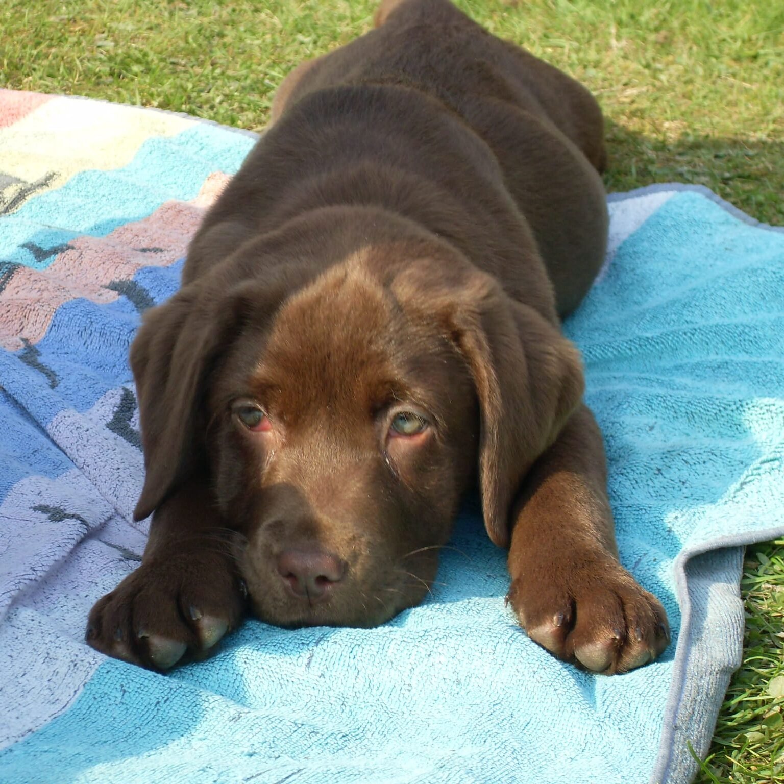 Hydro-physio For Dogs With a Ruptured Cruciate Ligament - CS Hydro ...